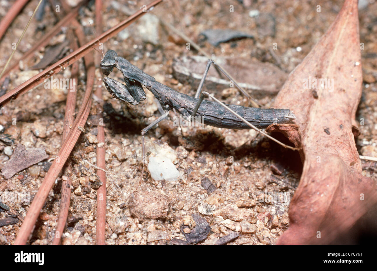 Praying mantis (Geomantis larvoides) ground dwelling, wingless species ...