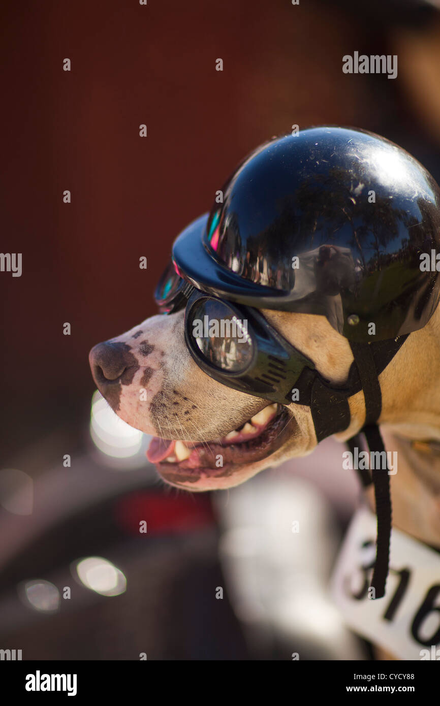Small Dog Chasing A Motorcycle