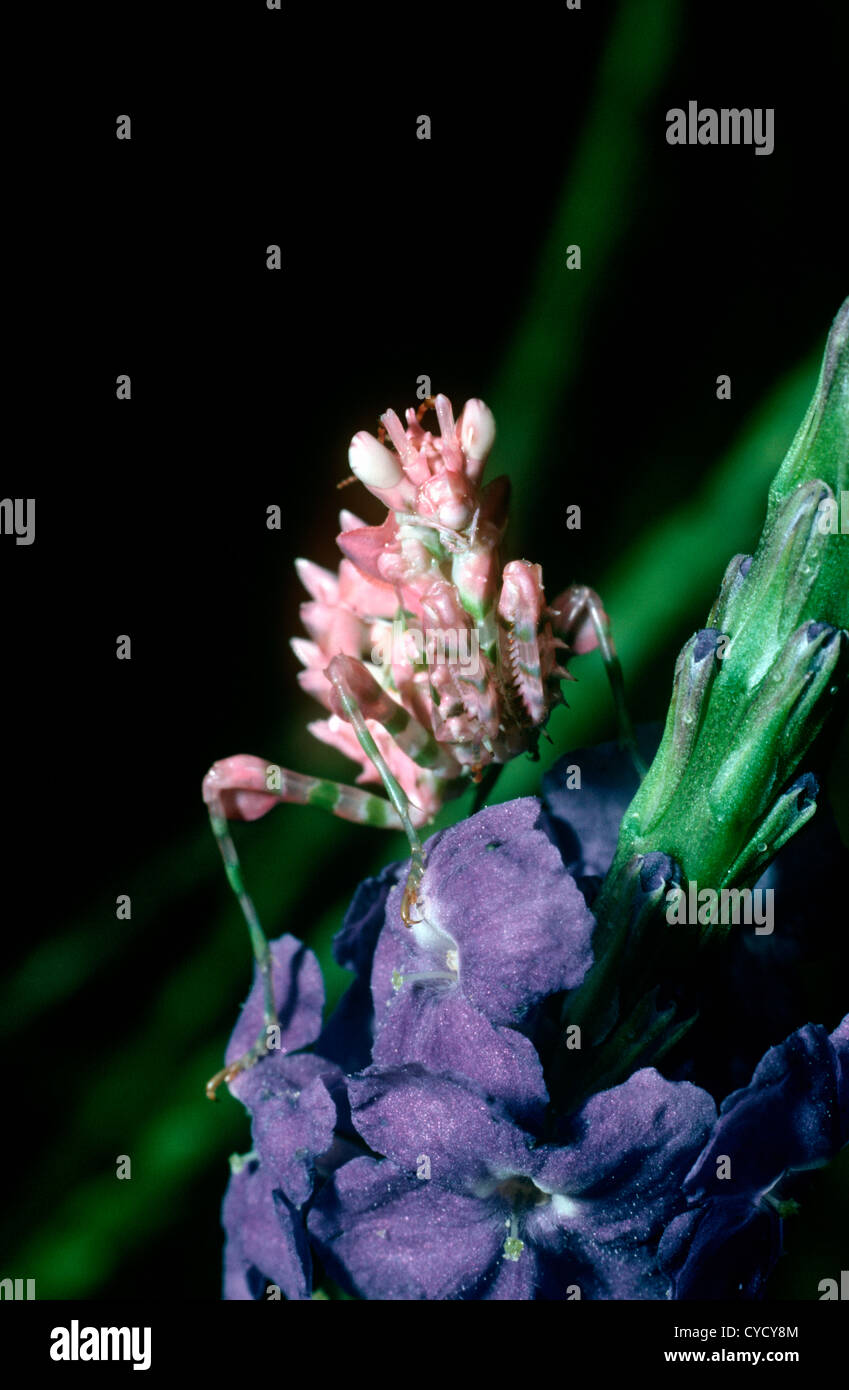 A flower mantis nymph (Pseudocreobotra ocellata) in tropical dry forest ...
