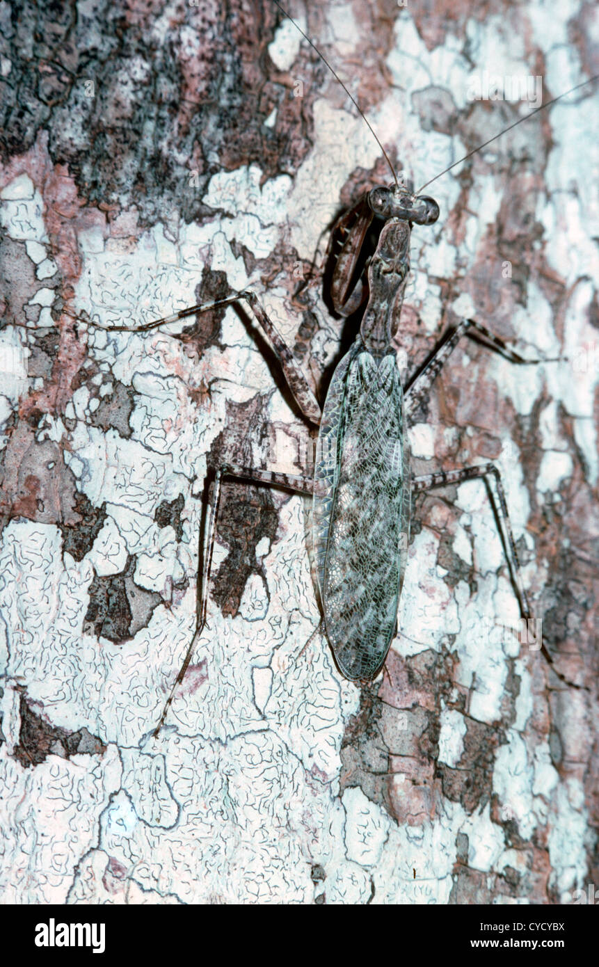 Adult praying mantis (Phloeomantis orientalis) which lives on tree ...