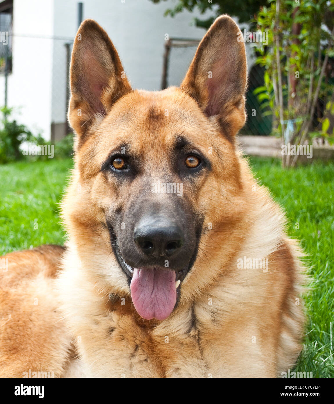 Portrait of German shepherd Stock Photo - Alamy