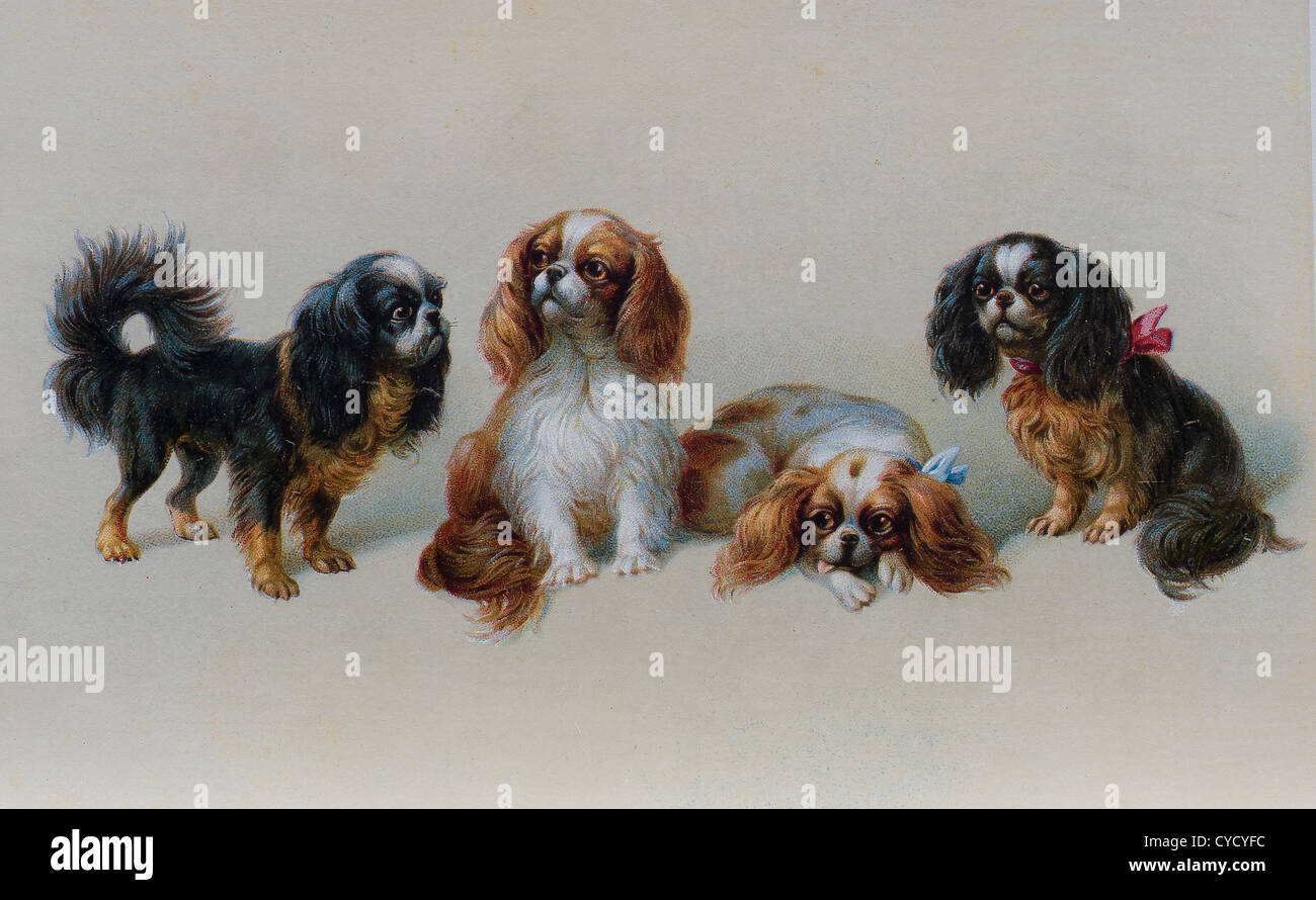 four dogs in an old postcard Stock Photo - Alamy