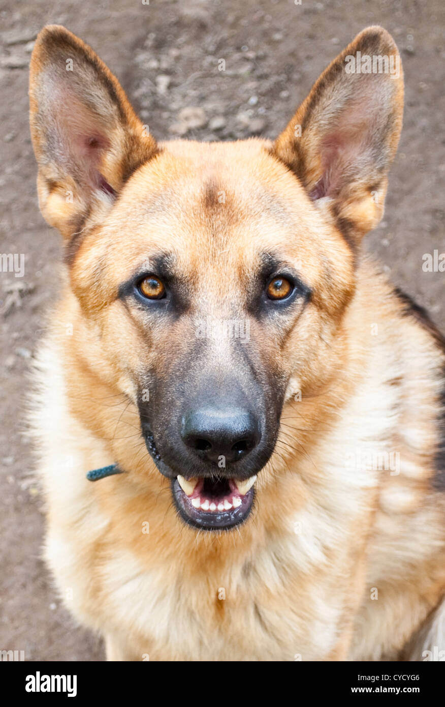 German shepard portrait Stock Photo - Alamy