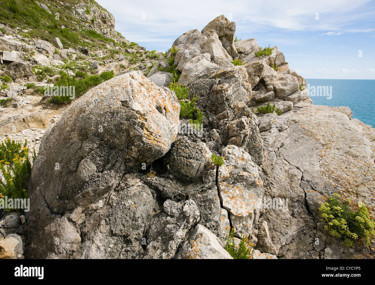 Fossilised trees in the fossil forest near Lulworth Cove in Dorset UK ...