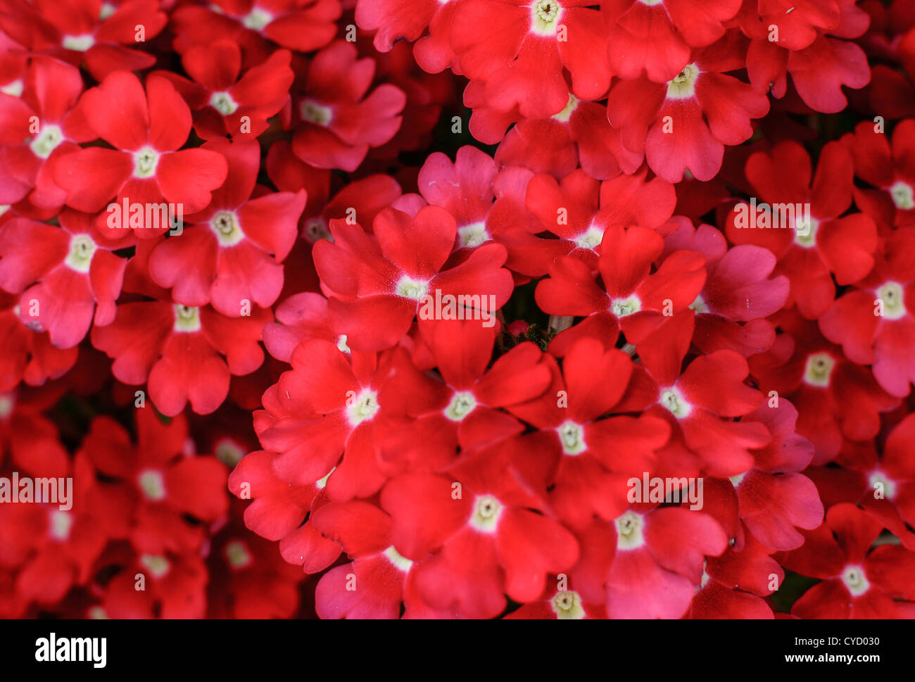 Group of red flowers background Stock Photo - Alamy