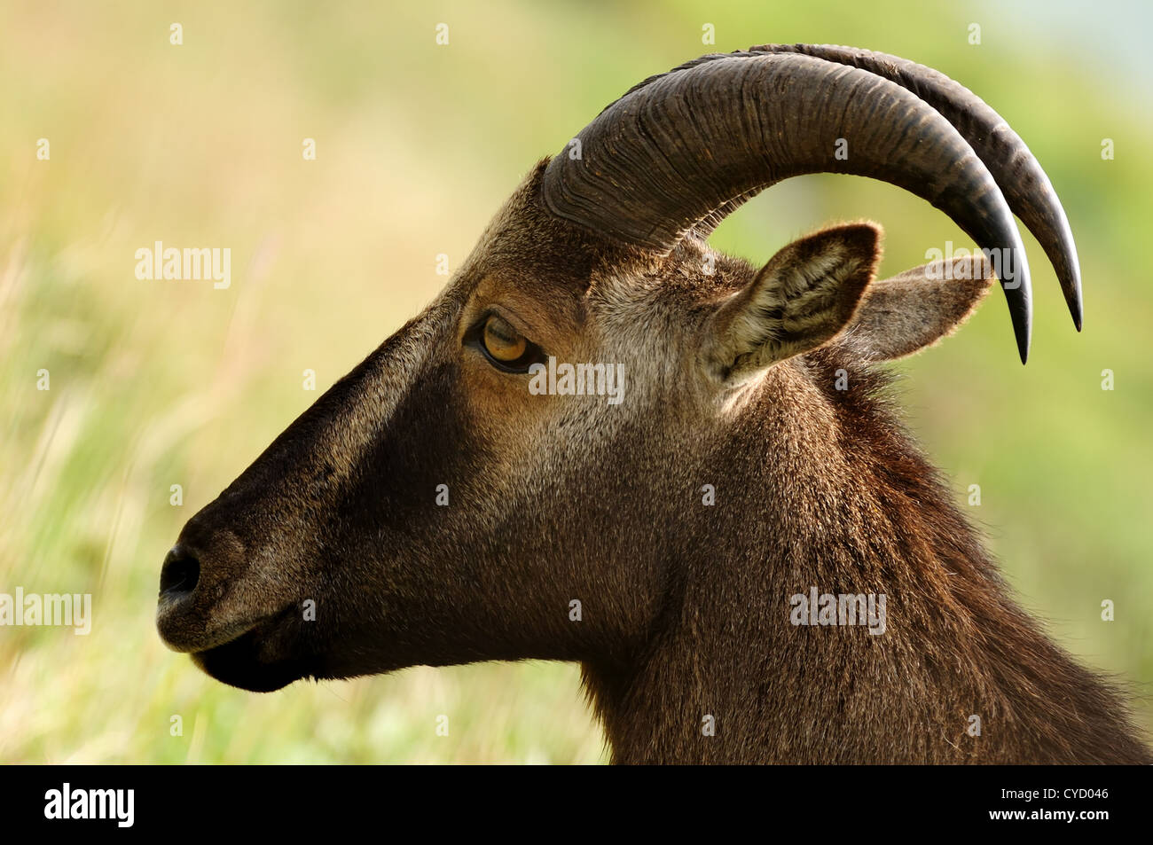 Varayadu hi-res stock photography and images - Alamy