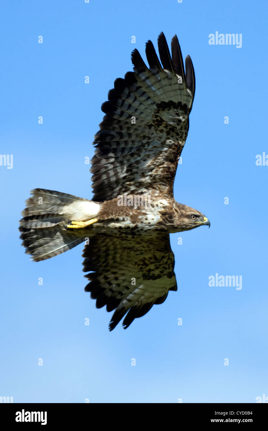 Buzzard gliding hi-res stock photography and images - Alamy
