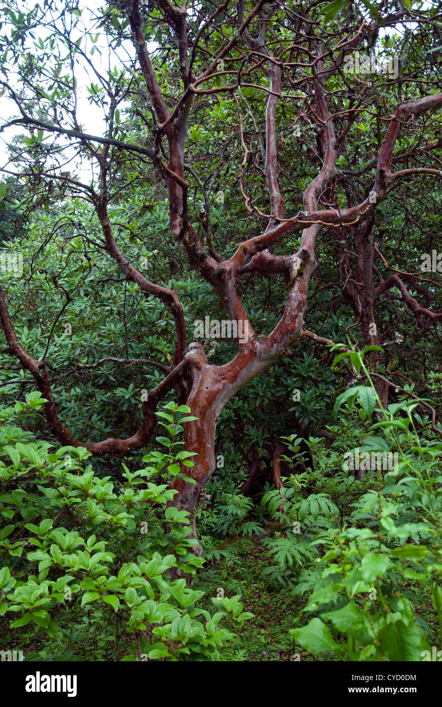 Rhododendron tree hi-res stock photography and images - Alamy