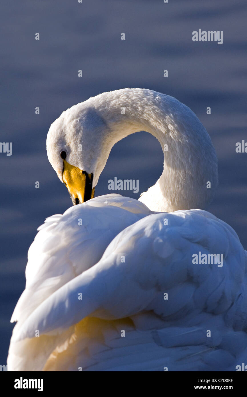 Whooper swan (Cygnus cygnus Stock Photo - Alamy