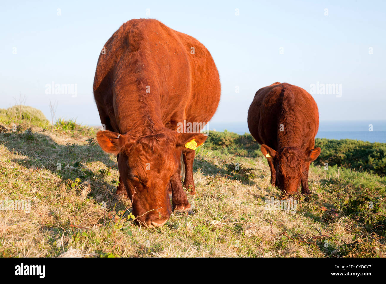 Red Devon Cattle; St Mary's; Isles of Scilly; UK Stock Photo - Alamy