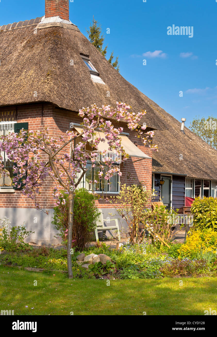 Beautiful traditional house with a thatched roof in a Dutch town of ...