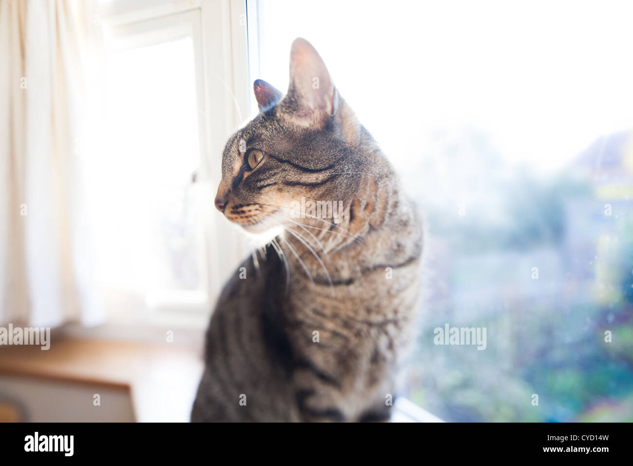 Domestic Tabby Cat waiting by window Stock Photo - Alamy