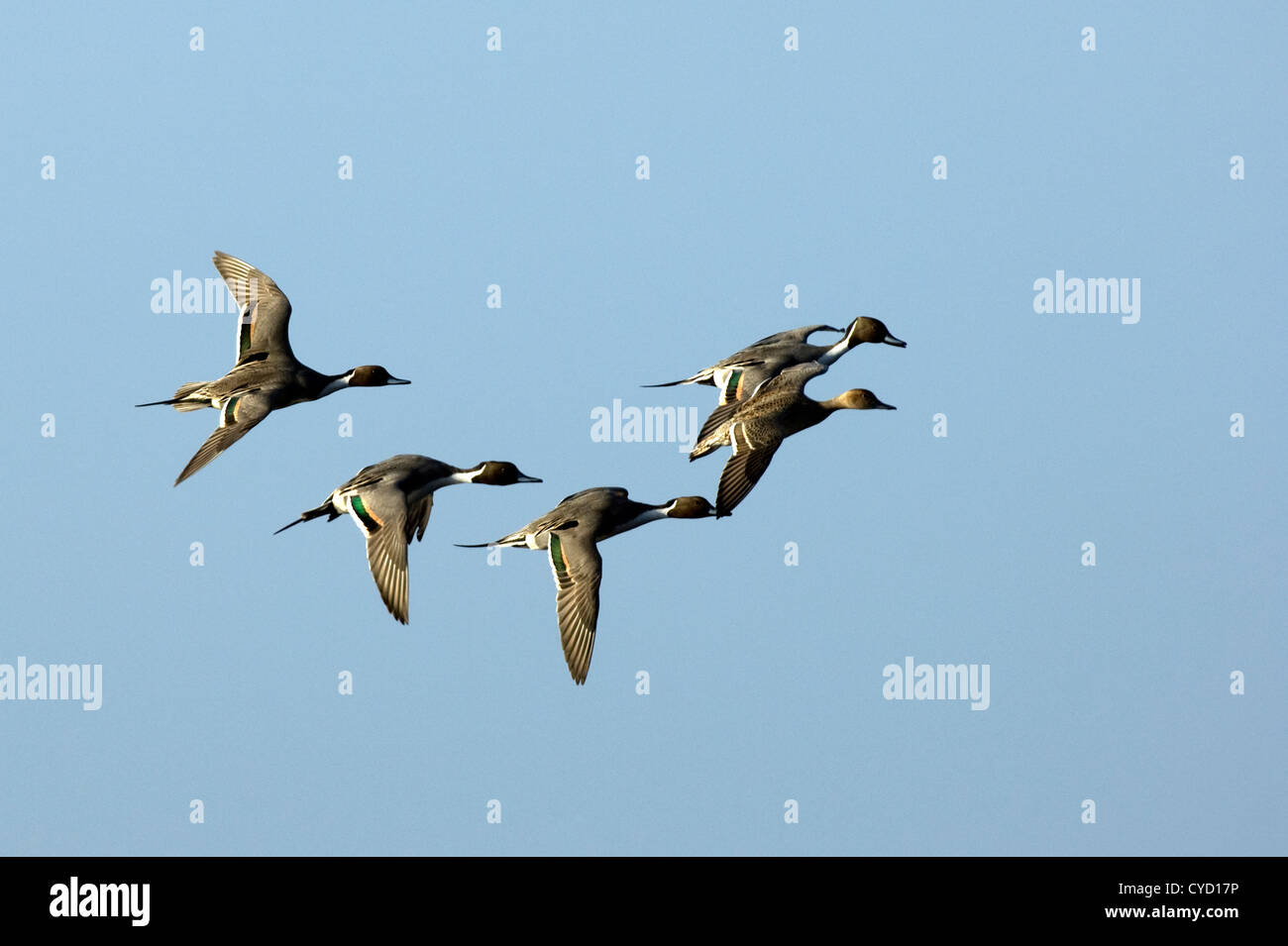 Pintail ducks in flight male hi-res stock photography and images - Alamy