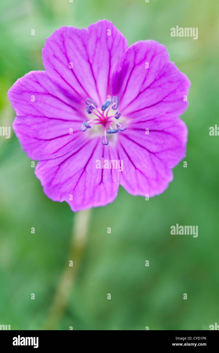 GERANIUM SANGUINEUM VISION VIOLET Stock Photo - Alamy