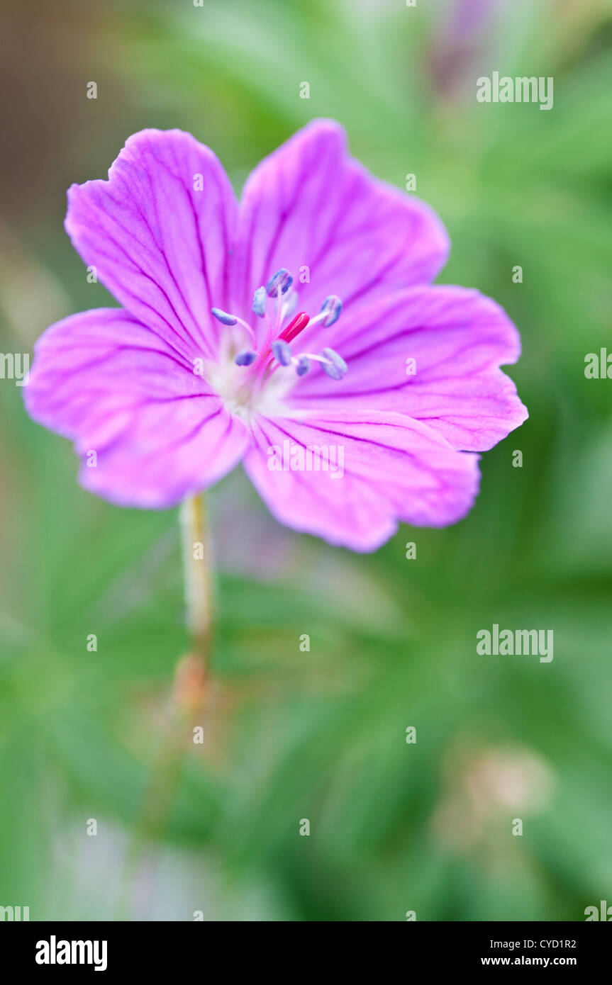 GERANIUM SANGUINEUM VISION VIOLET Stock Photo - Alamy