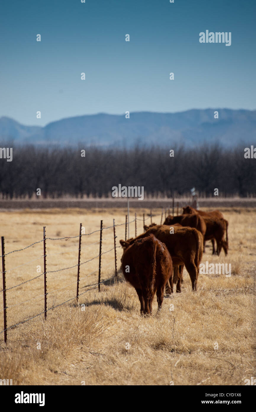 Beef cattle on a New Mexico ranch Stock Photo - Alamy