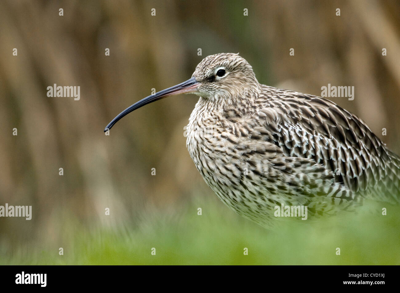 Eurasian curlew (Numenius arquata Stock Photo - Alamy