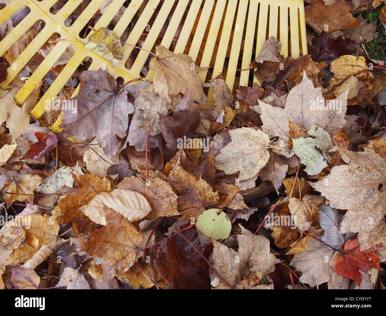 Plastic rake hi-res stock photography and images - Alamy