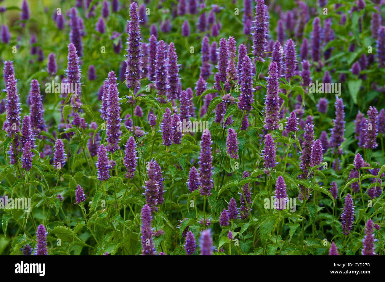 Agastache hi-res stock photography and images - Alamy