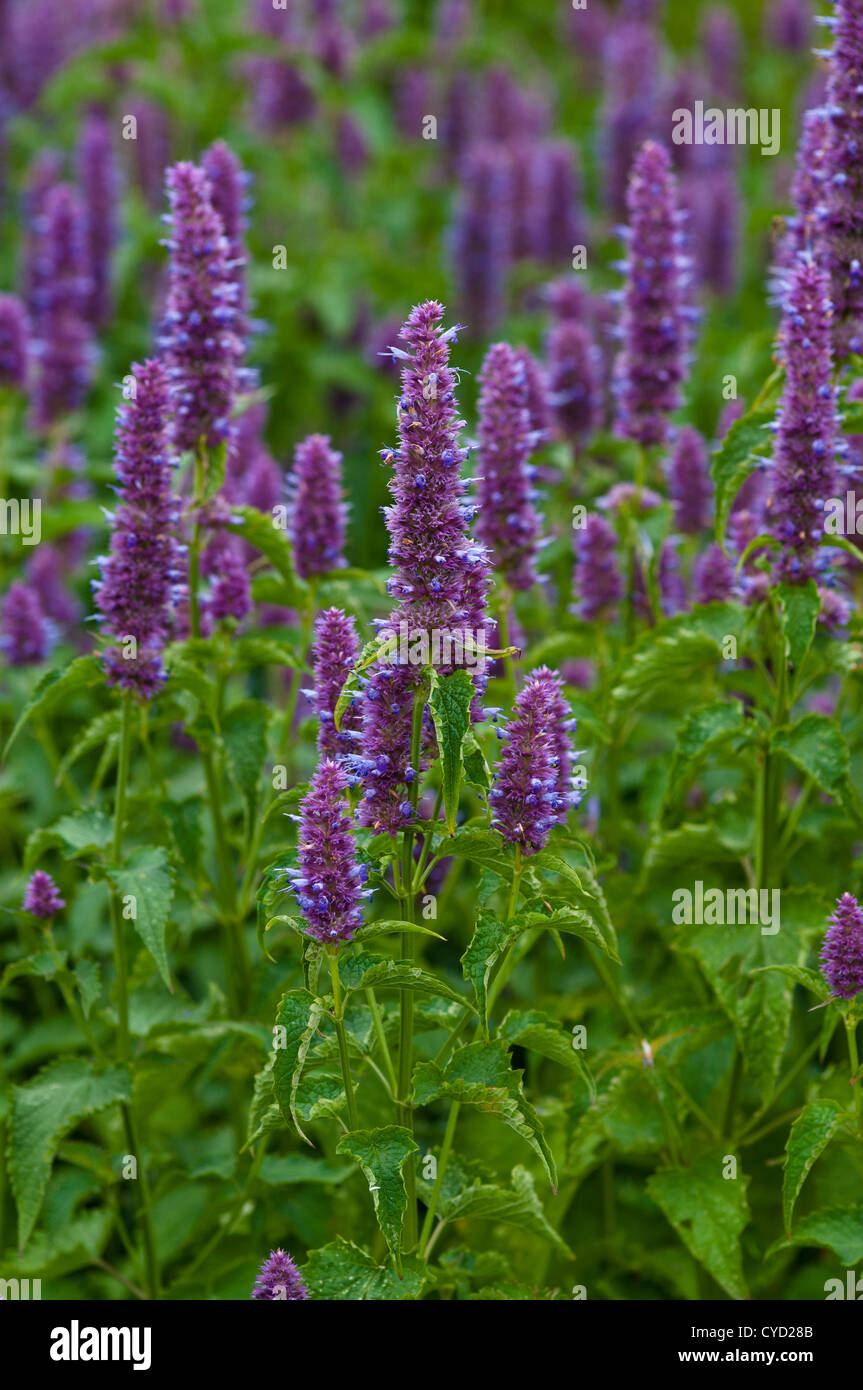 Agastache Stock Photos & Agastache Stock Images - Alamy