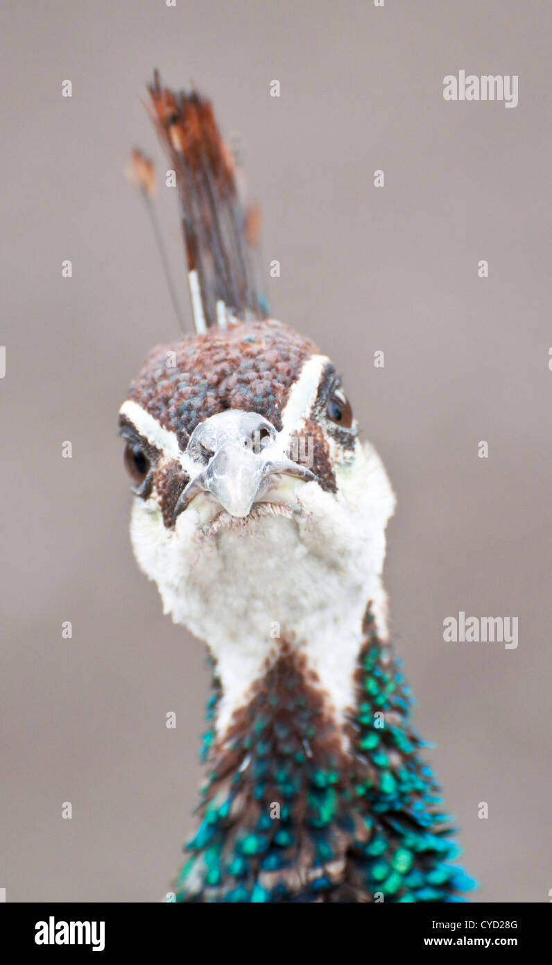 Funny Peacock portrait Stock Photo - Alamy