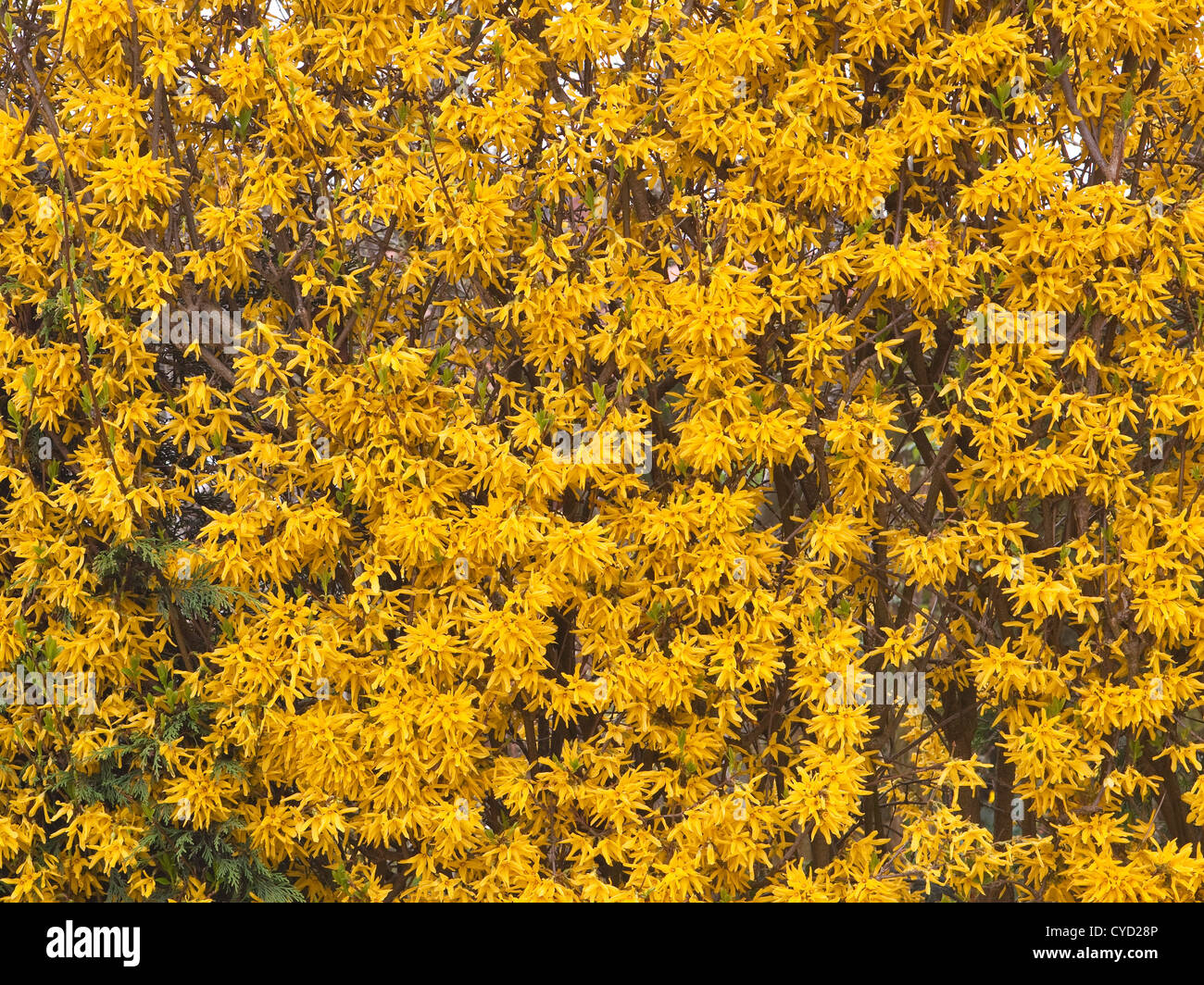 Bright yellow background image of forsythia flowers in springtime Stock ...