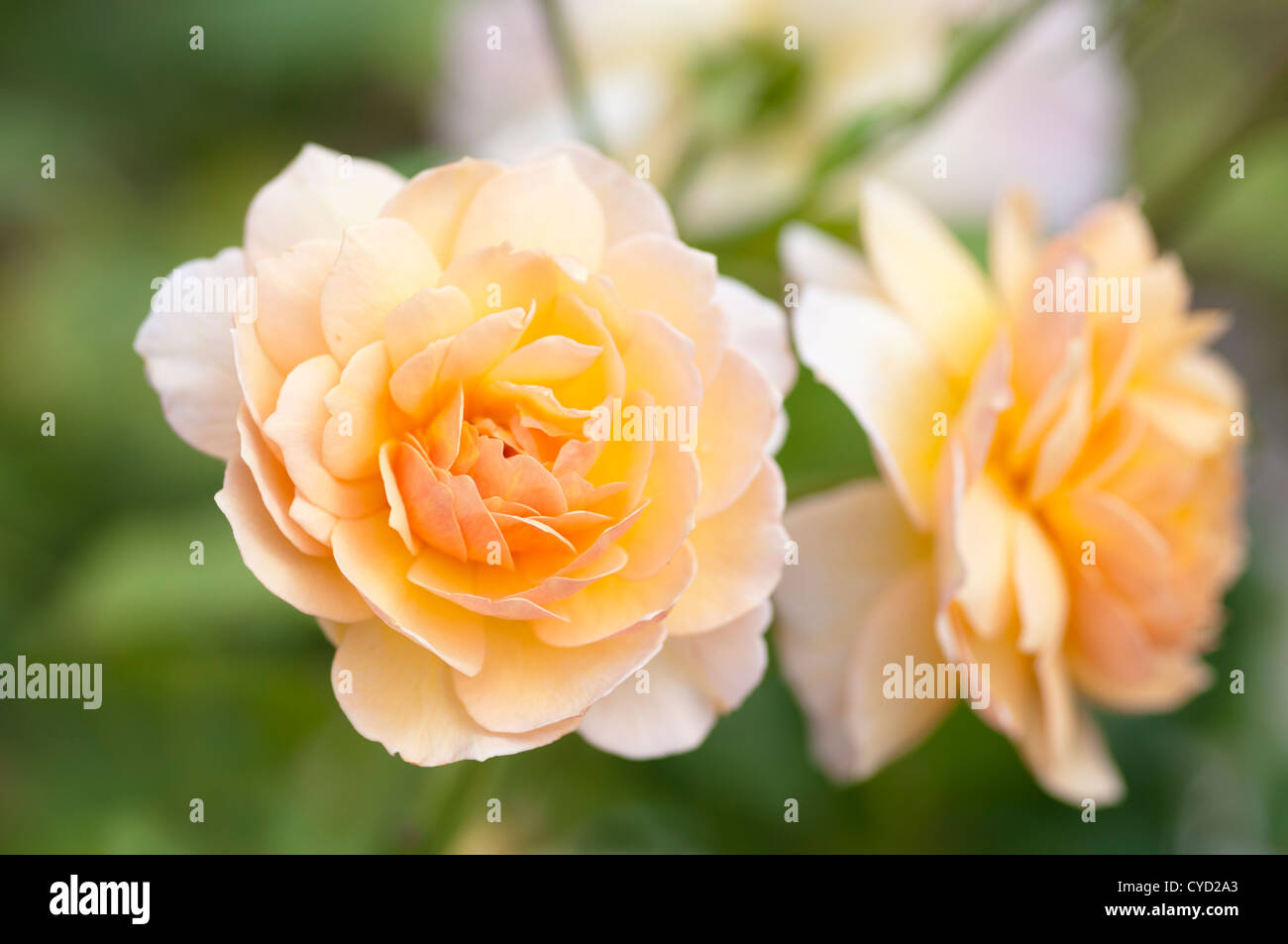 Grace david austin rose english hi-res stock photography and images - Alamy