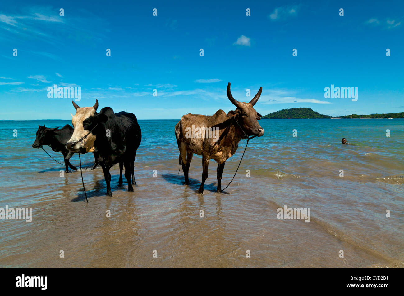 Zebu, Bos Primigenius Indicus, Island Of Nosy Be, Madagascar Stock ...