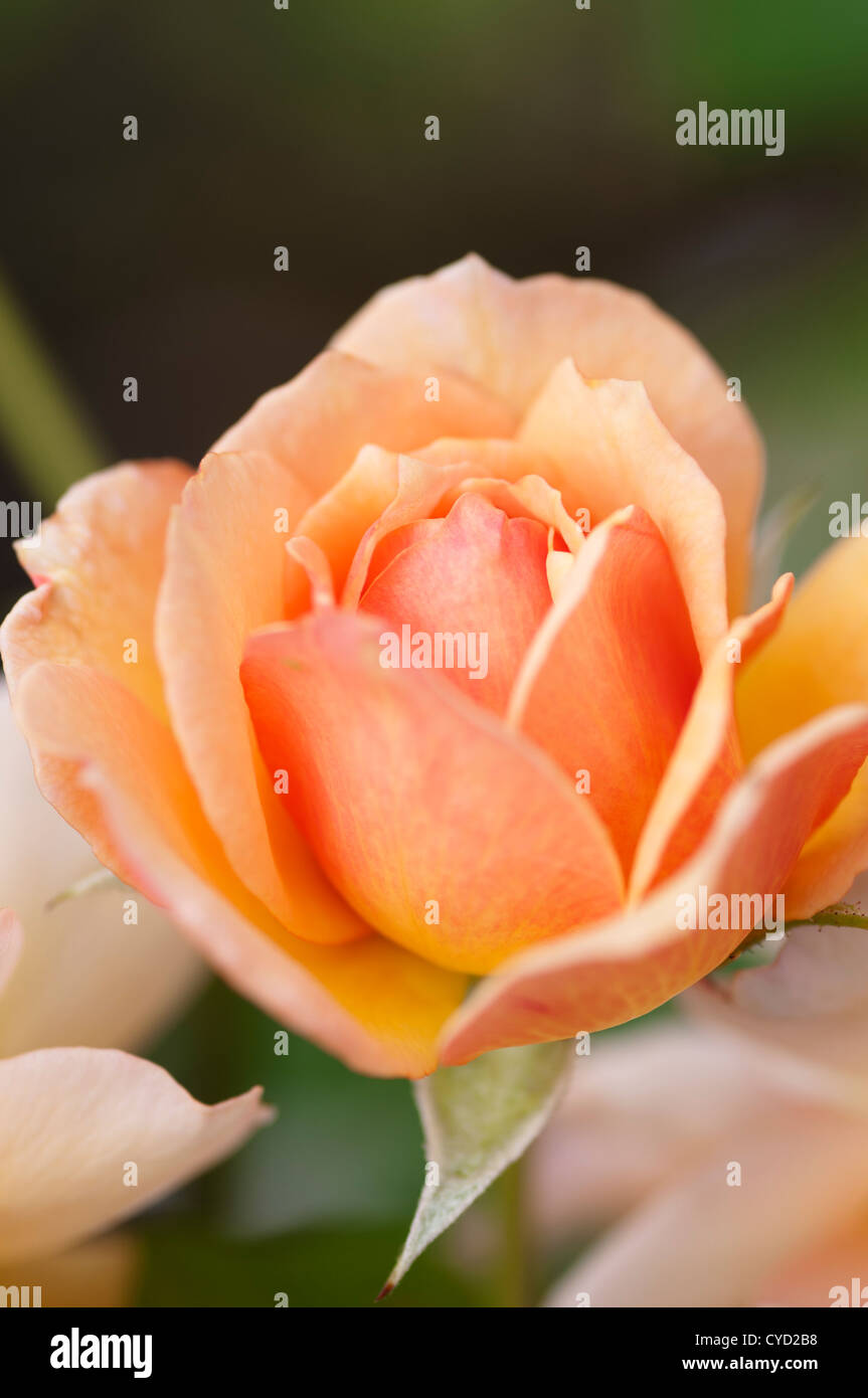 Grace david austin rose english hi-res stock photography and images - Alamy