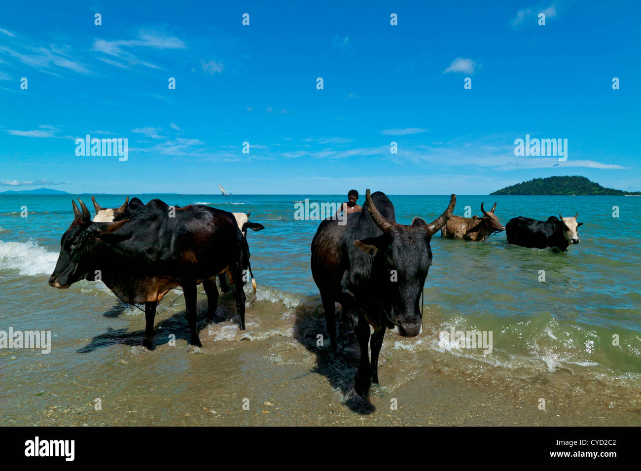 Zebu, Bos Primigenius Indicus, Island Of Nosy Be, Madagascar Stock ...