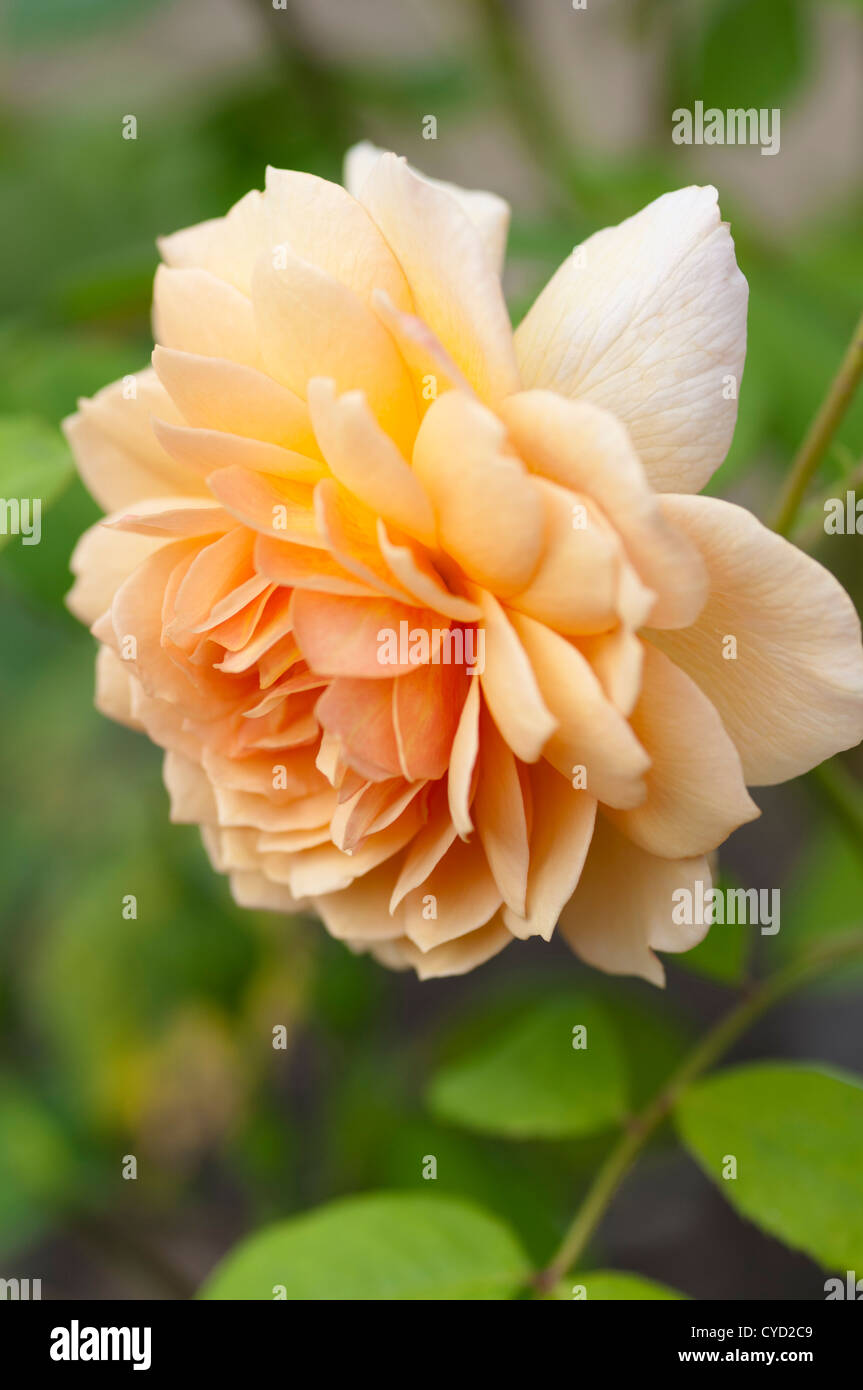 Grace flower hi-res stock photography and images - Alamy