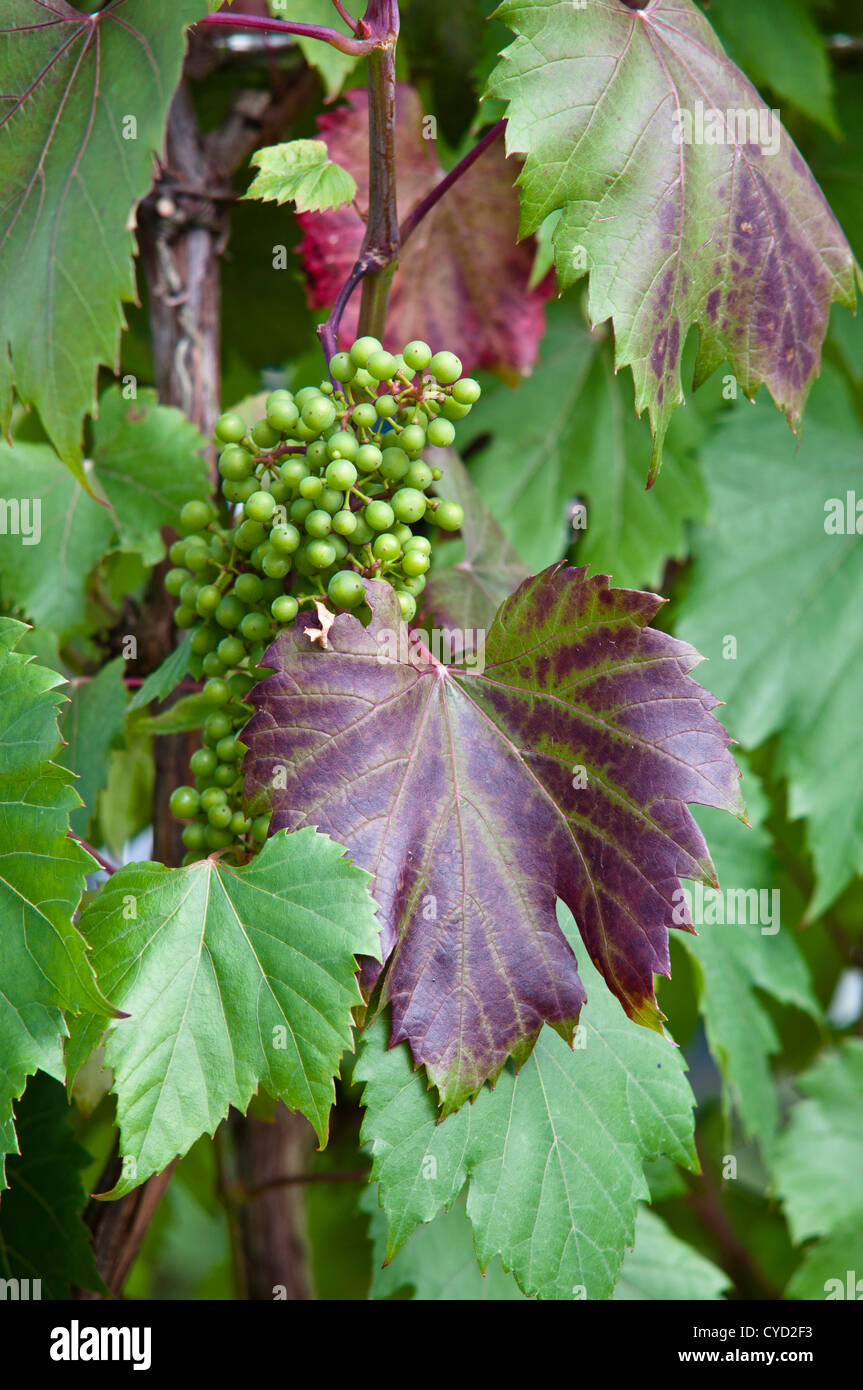 Vitis spetchley red hi-res stock photography and images - Alamy