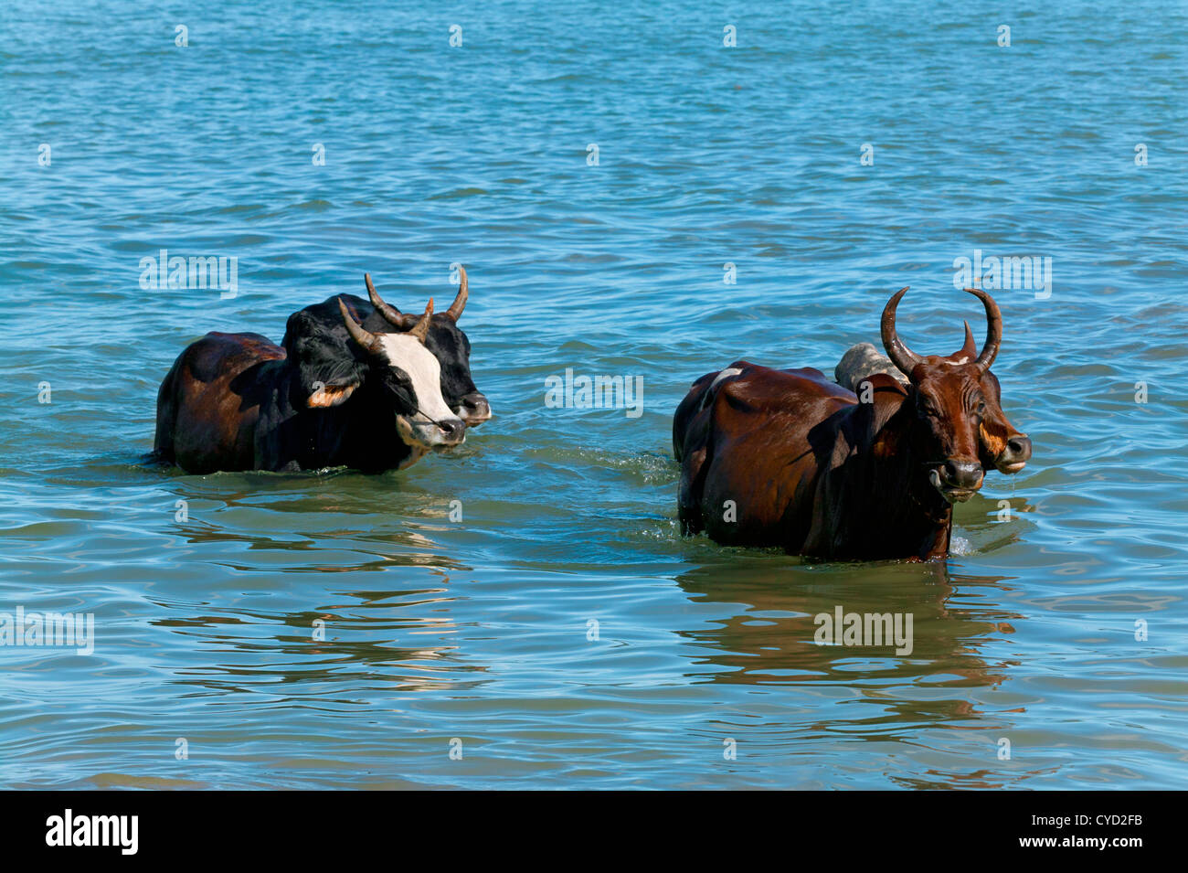 Zebu, Bos Primigenius Indicus, Island Of Nosy Be, Madagascar Stock ...