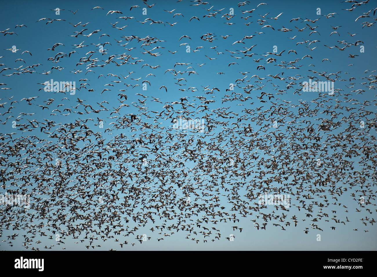 A massive flock of migrating snow geese crowd the sky at Bosque del ...