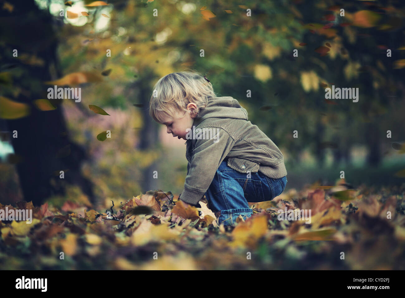 Little boy and autumn leaves Stock Photo - Alamy