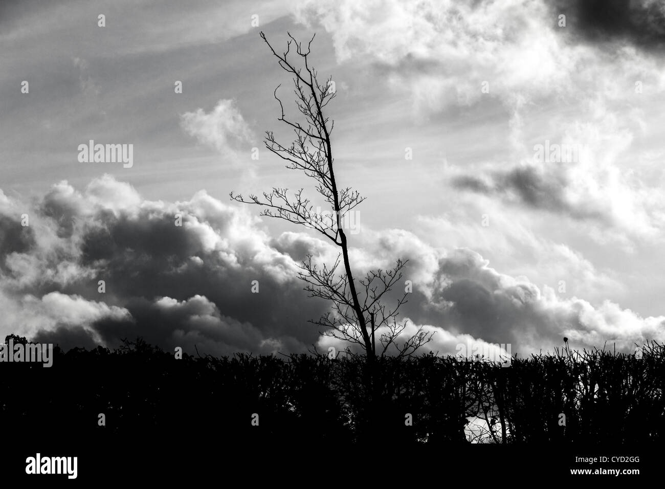 silhouette of bare tree in front of dramatic sky, grainy bw photo Stock ...