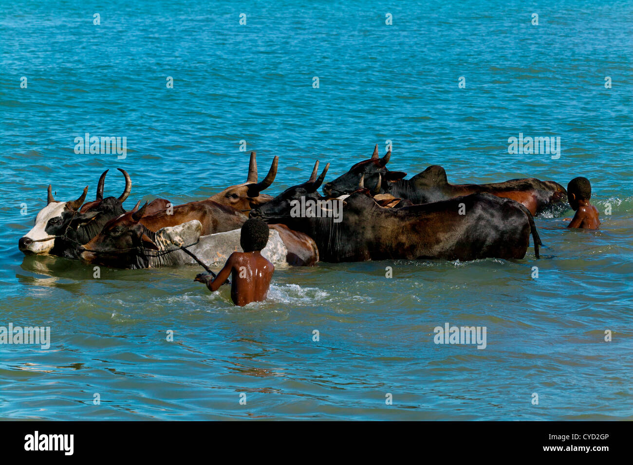 African zebu hi-res stock photography and images - Alamy