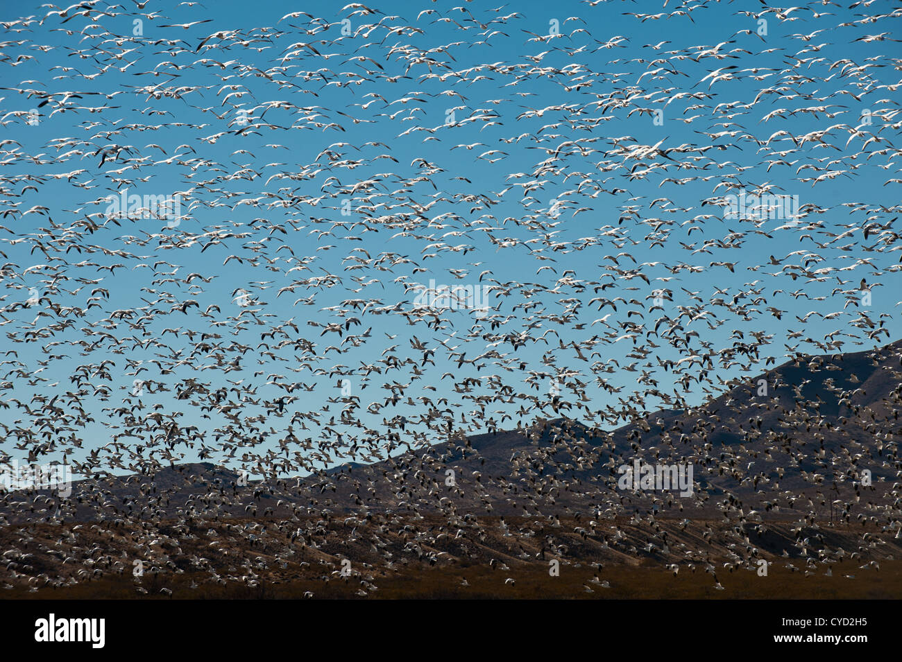 A massive flock of migrating snow geese crowd the sky at Bosque del ...