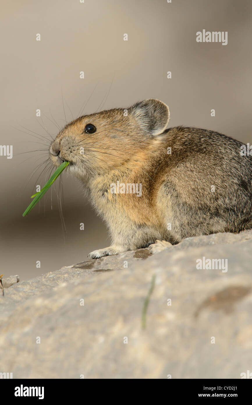 American pika ochotona princeps eating grass hi-res stock photography ...