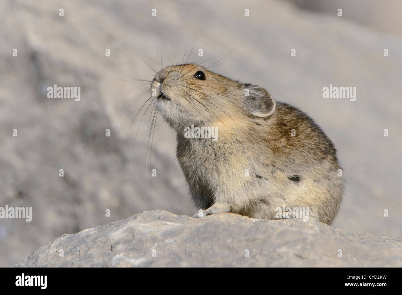 Rock pika hi-res stock photography and images - Alamy