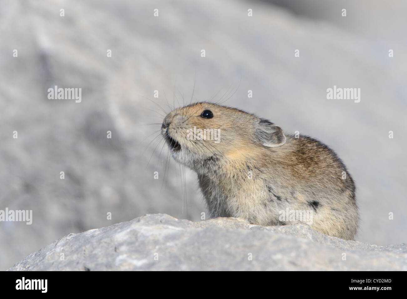 Pika call hi-res stock photography and images - Alamy