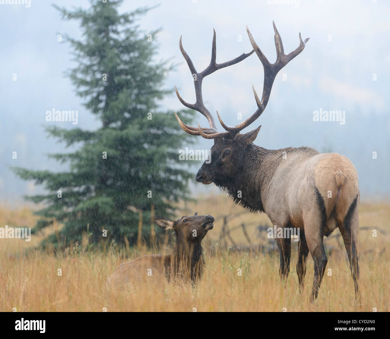 Elk mating hi-res stock photography and images - Alamy