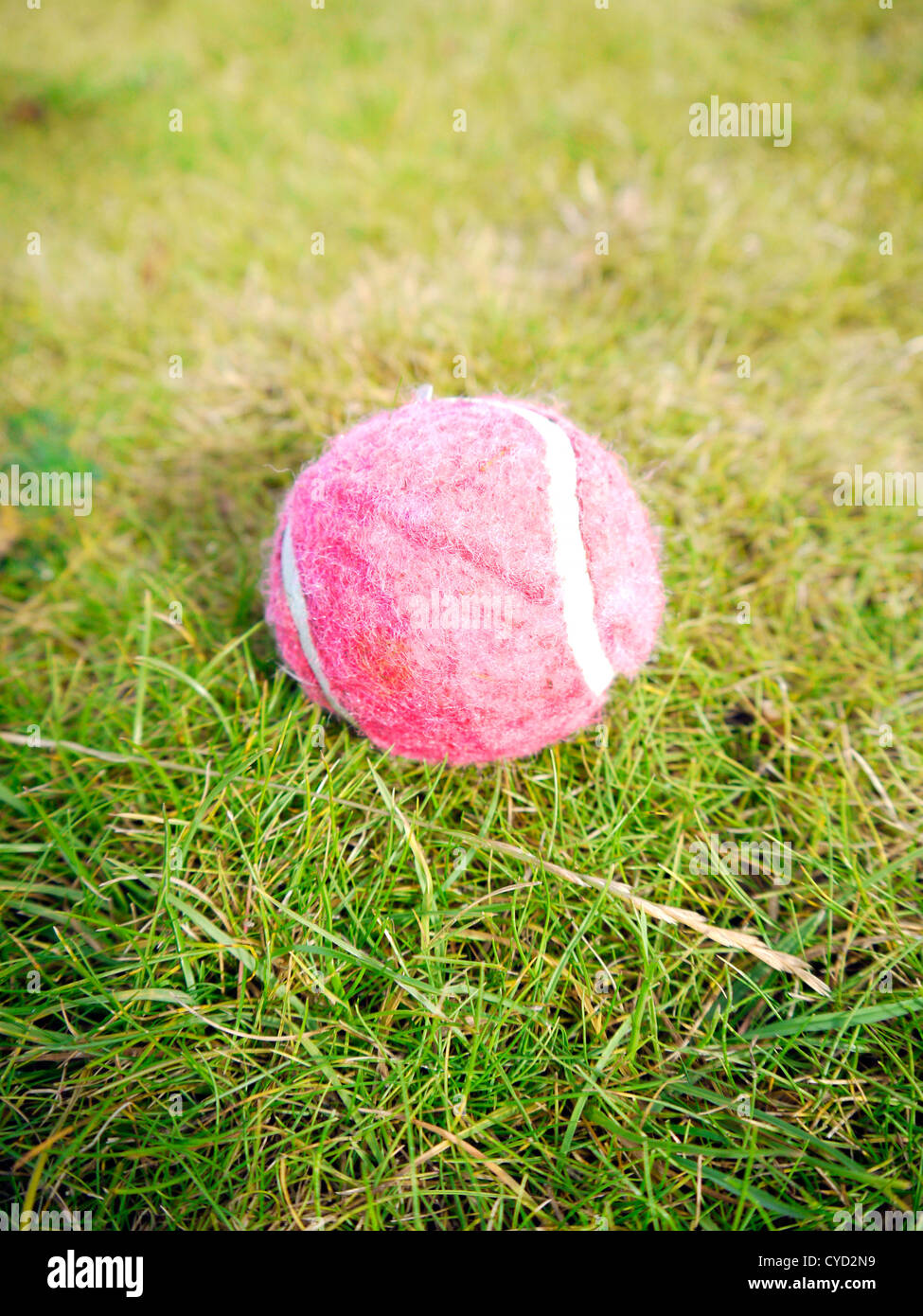 A pink Tennis Ball on the grass Stock Photo - Alamy