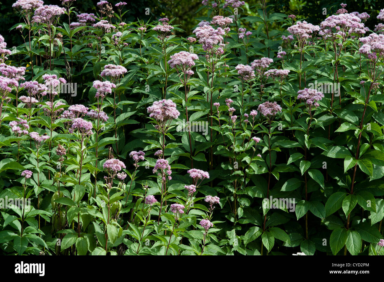 Eupatorium cannabinum hi-res stock photography and images - Alamy