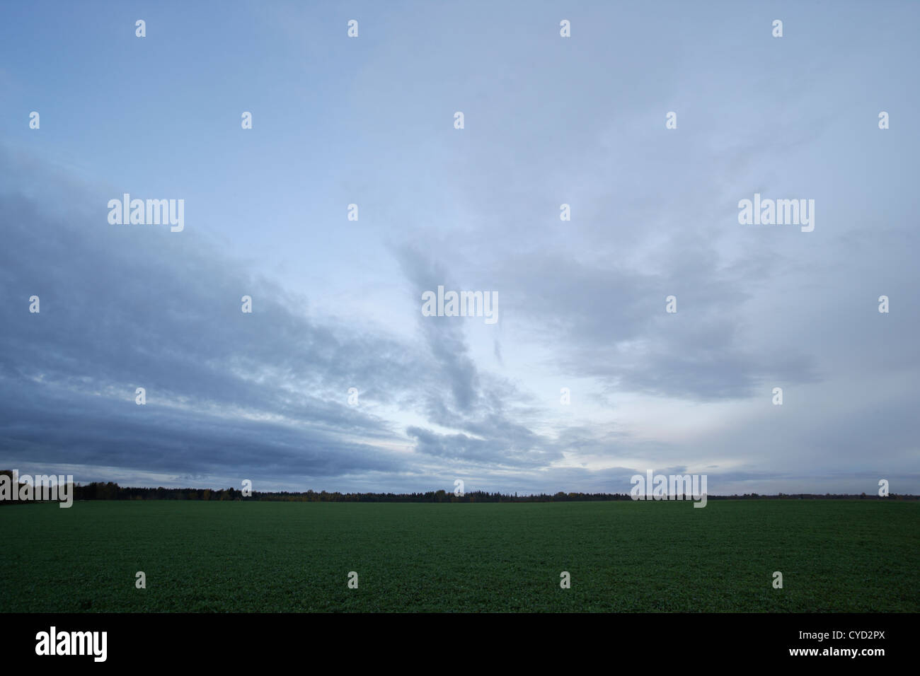 Open field plant hi-res stock photography and images - Alamy