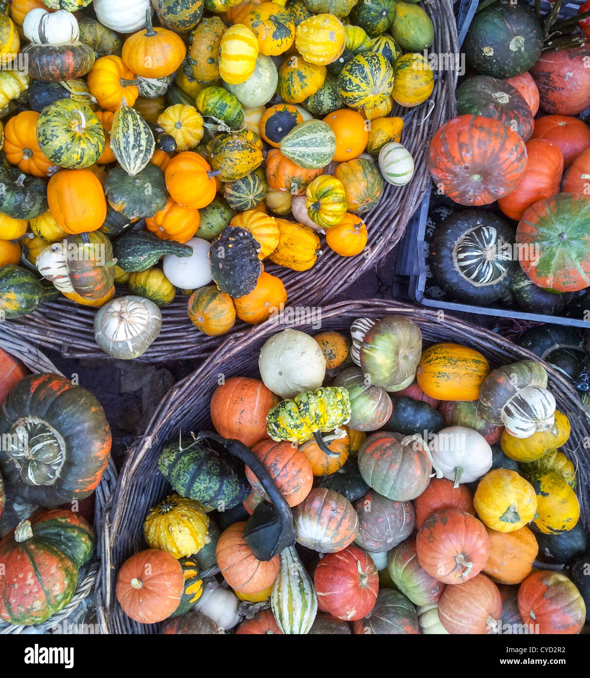 Colorful pumpkins background Stock Photo - Alamy