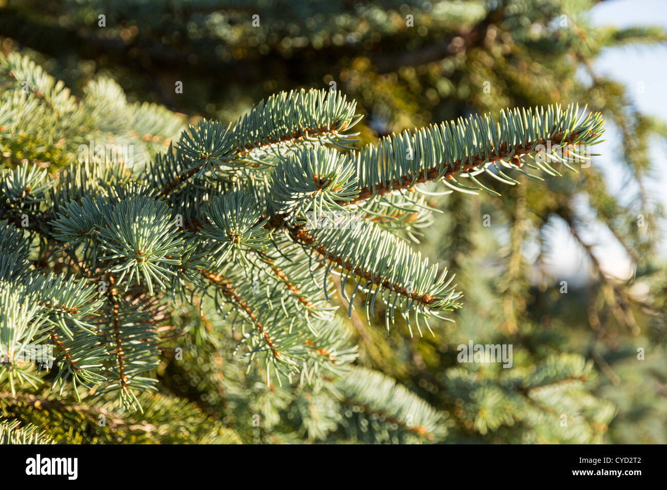 branch of young fir tree close up Stock Photo - Alamy