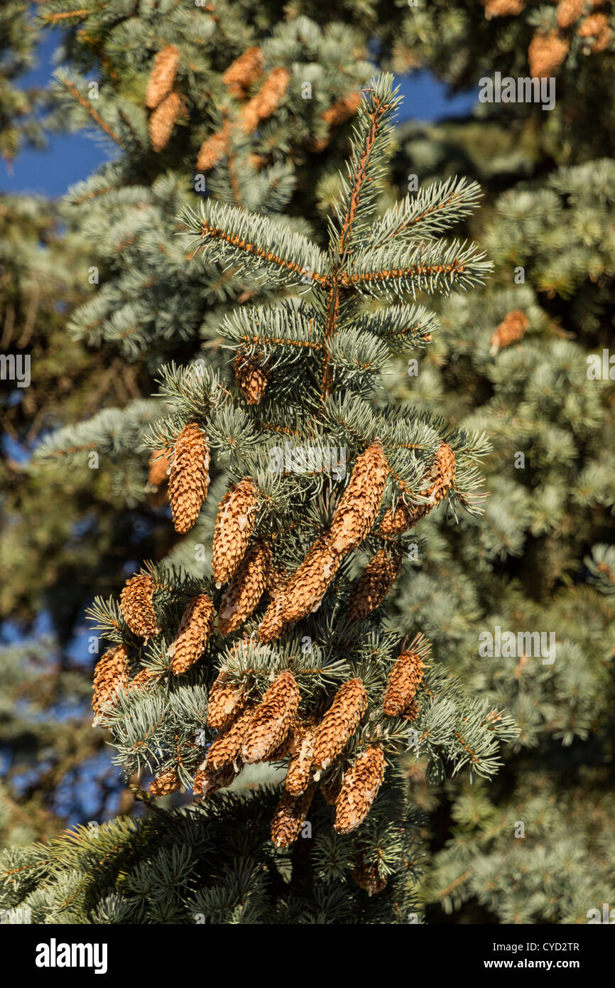 branch of young fir tree close up Stock Photo - Alamy