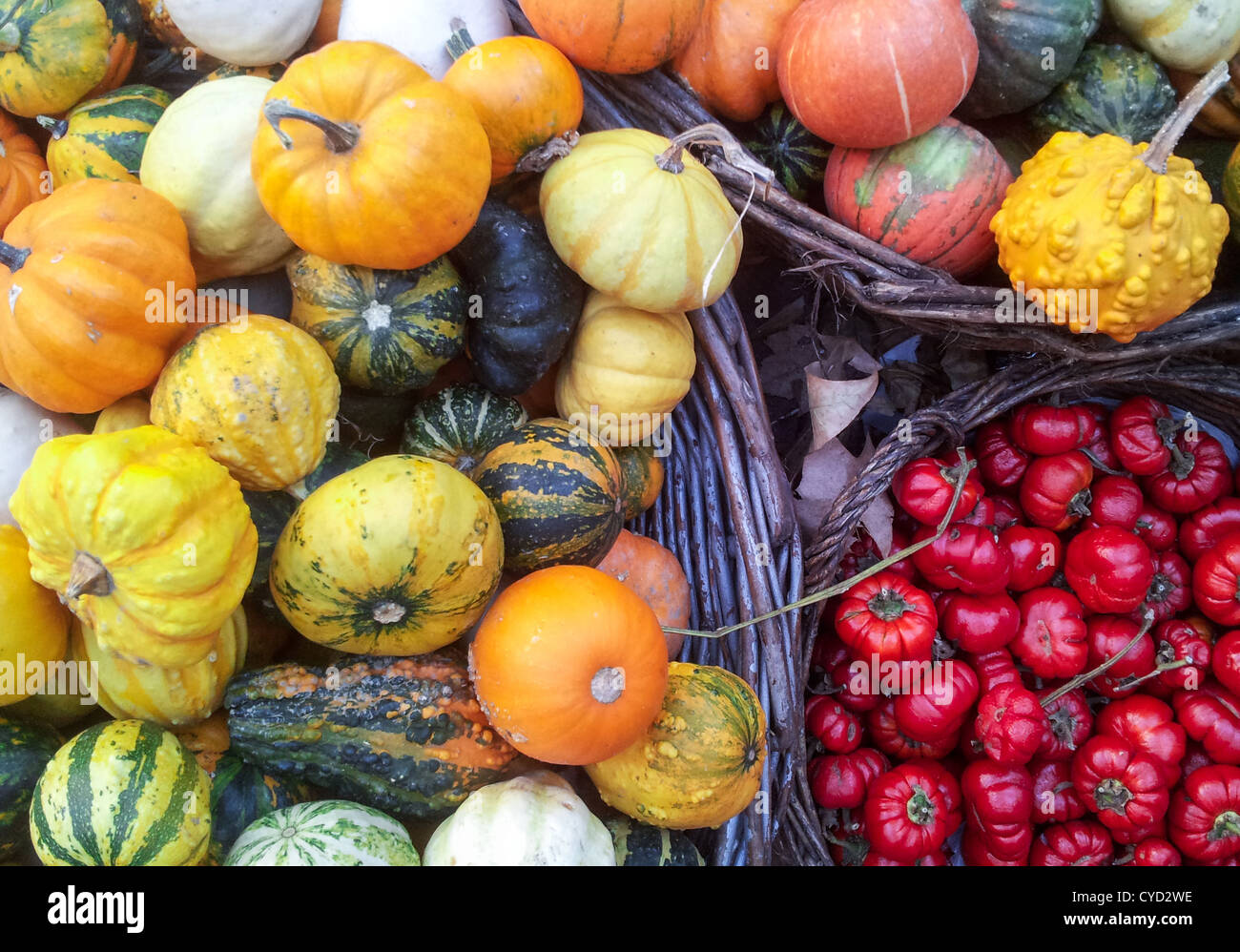 Autumn colorful pumpkins Stock Photo - Alamy