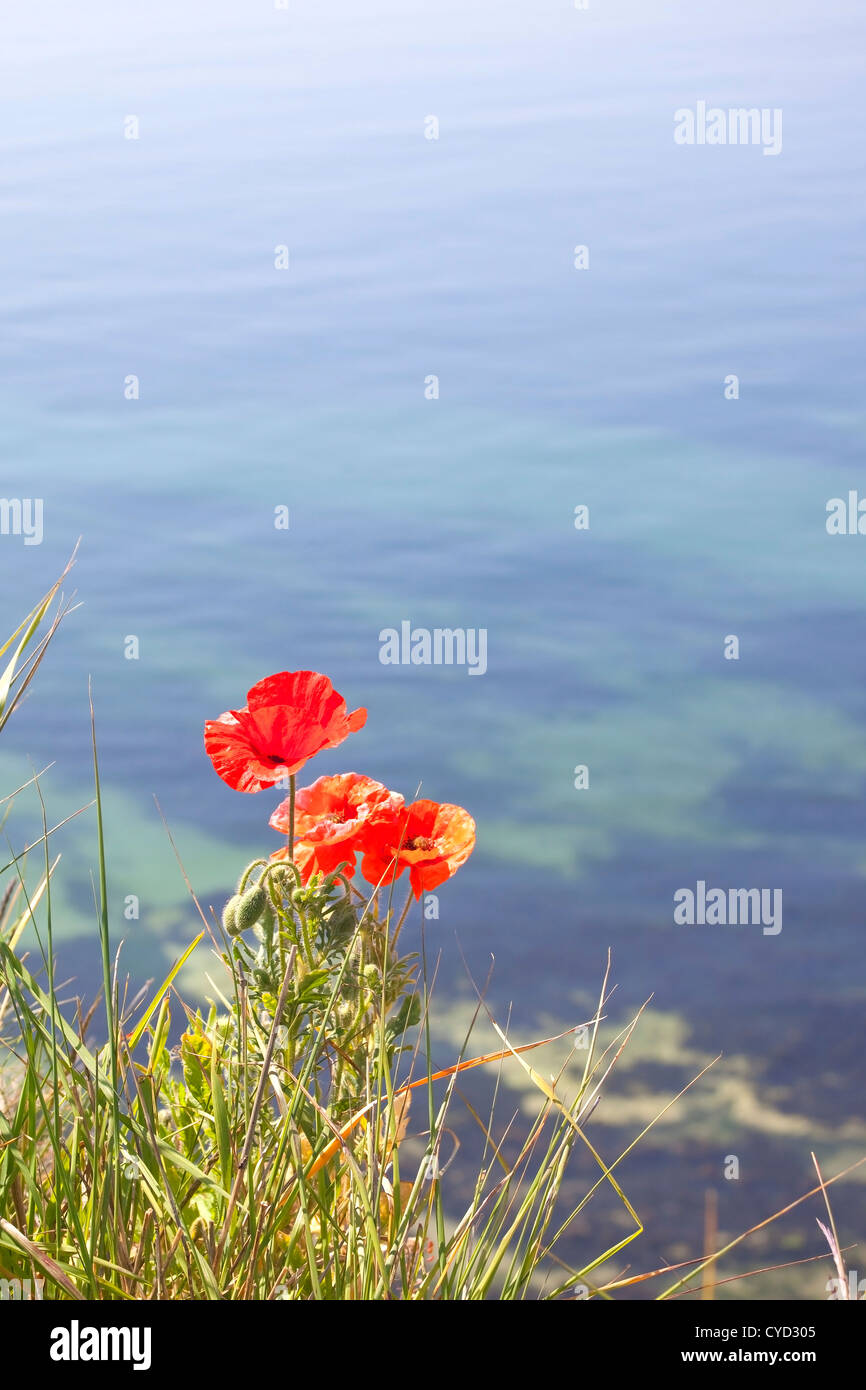 Seaside poppies hi-res stock photography and images - Alamy